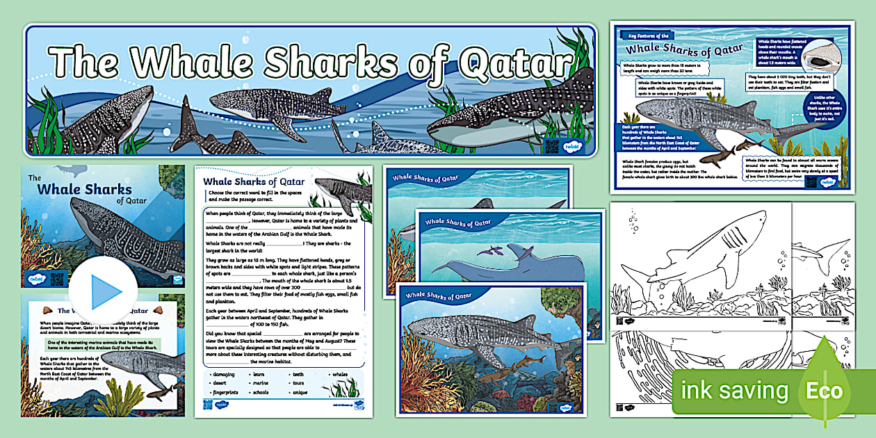 Whale Sharks of Qatar Resource Pack (teacher made) - Twinkl