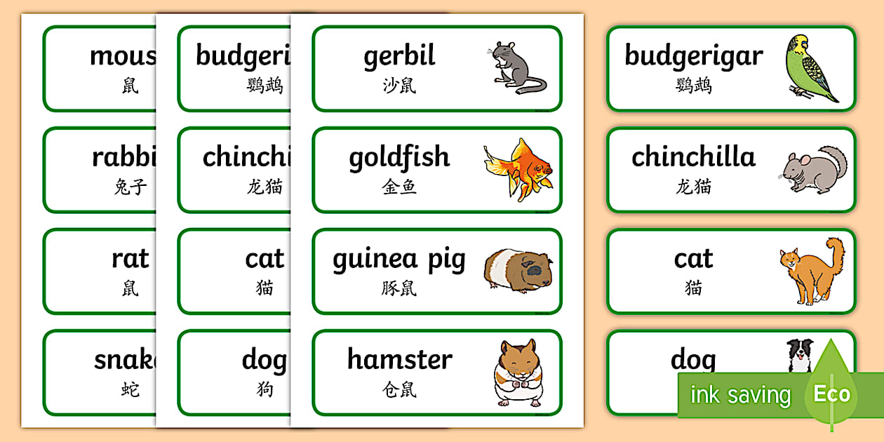 Pets Topic Word Cards English/Mandarin Chinese - Twinkl