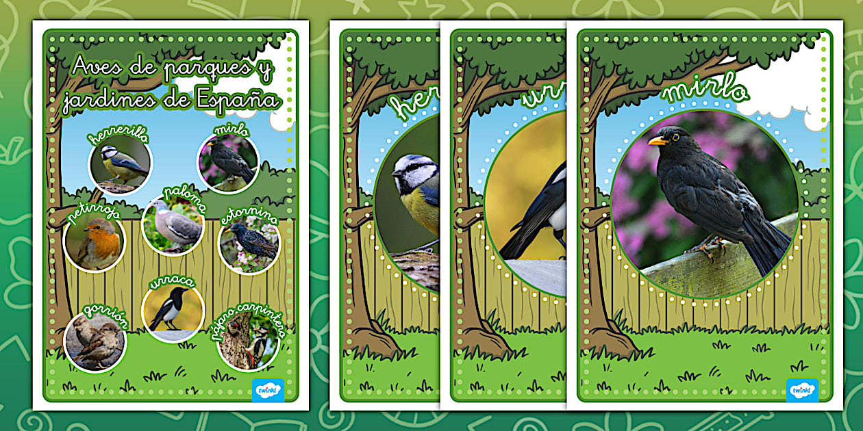 Pósters: Aves de parques y jardines de España - Twinkl
