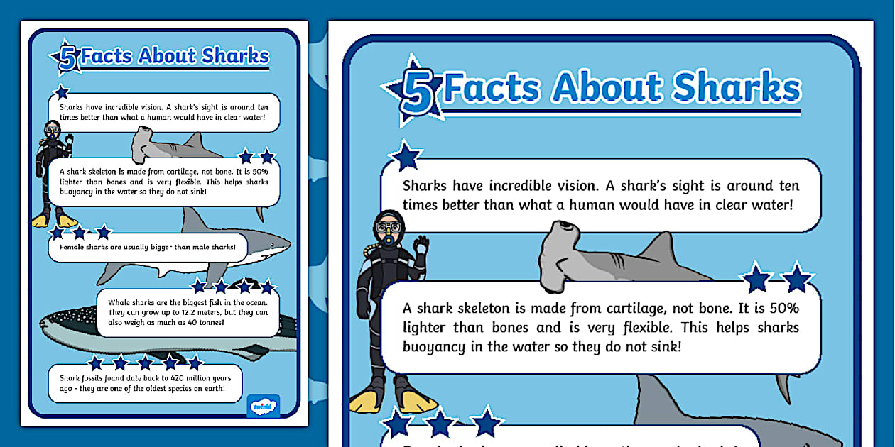 Five Facts about Sharks Display Poster (teacher made)