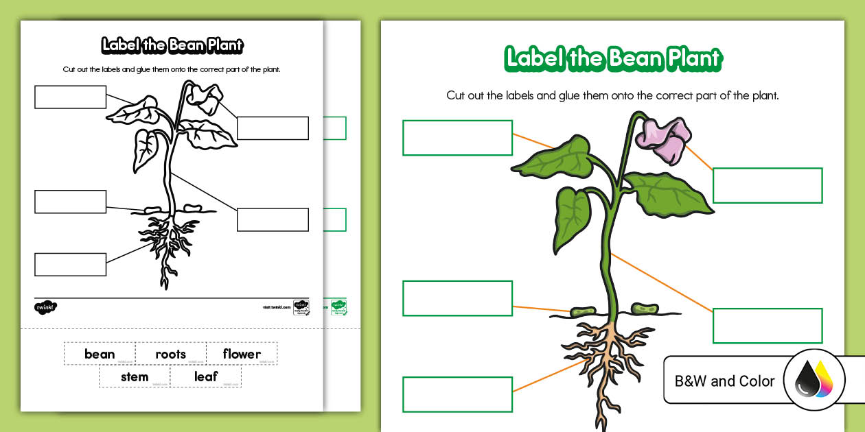 Early Childhood Label the Bean Plant Cut and Paste Worksheet