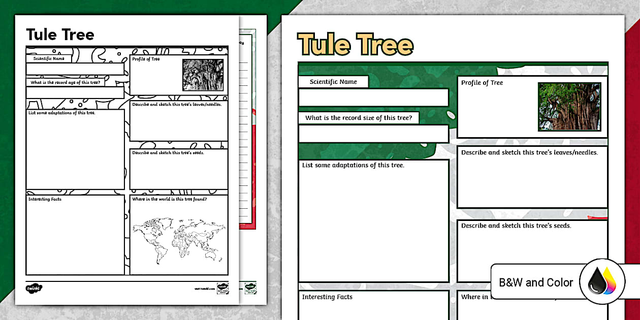 Tule Tree Graphic Organizer & Research Writing Page for 6th-8th Grade