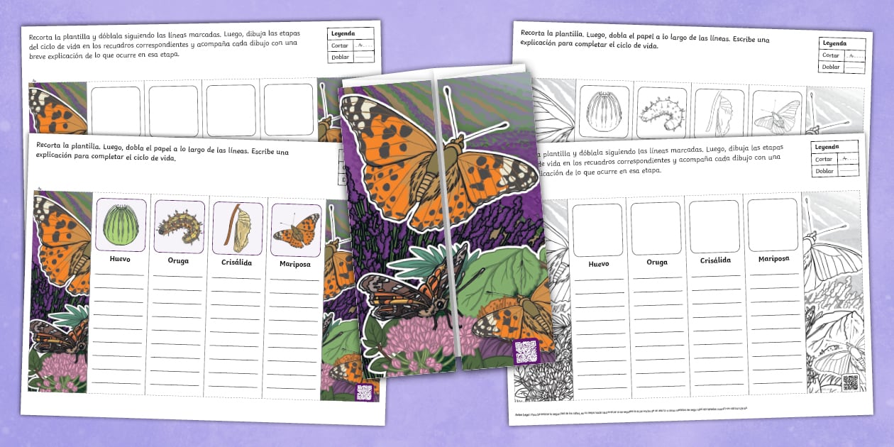 Foldable: Ciclo de vida de Mariposa (teacher made) - Twinkl
