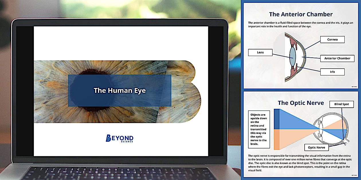 The Human Eye (teacher made) - Twinkl