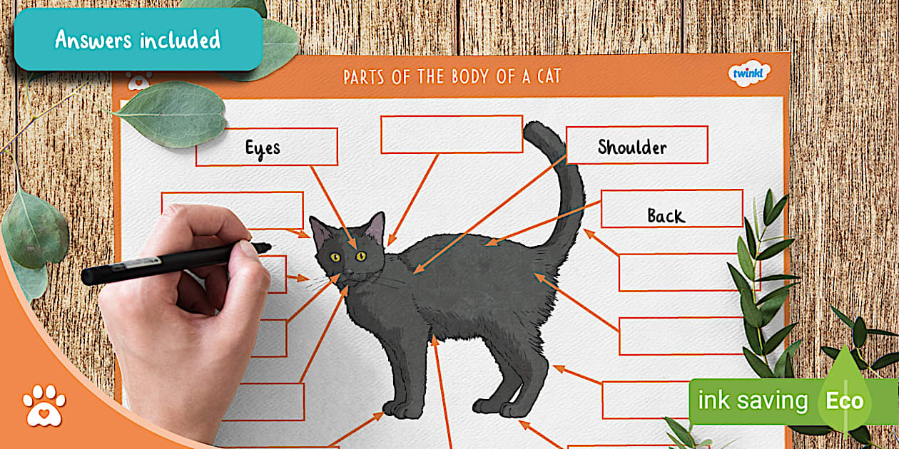 Body Parts of a Cat Labelling Activity | Parents Support