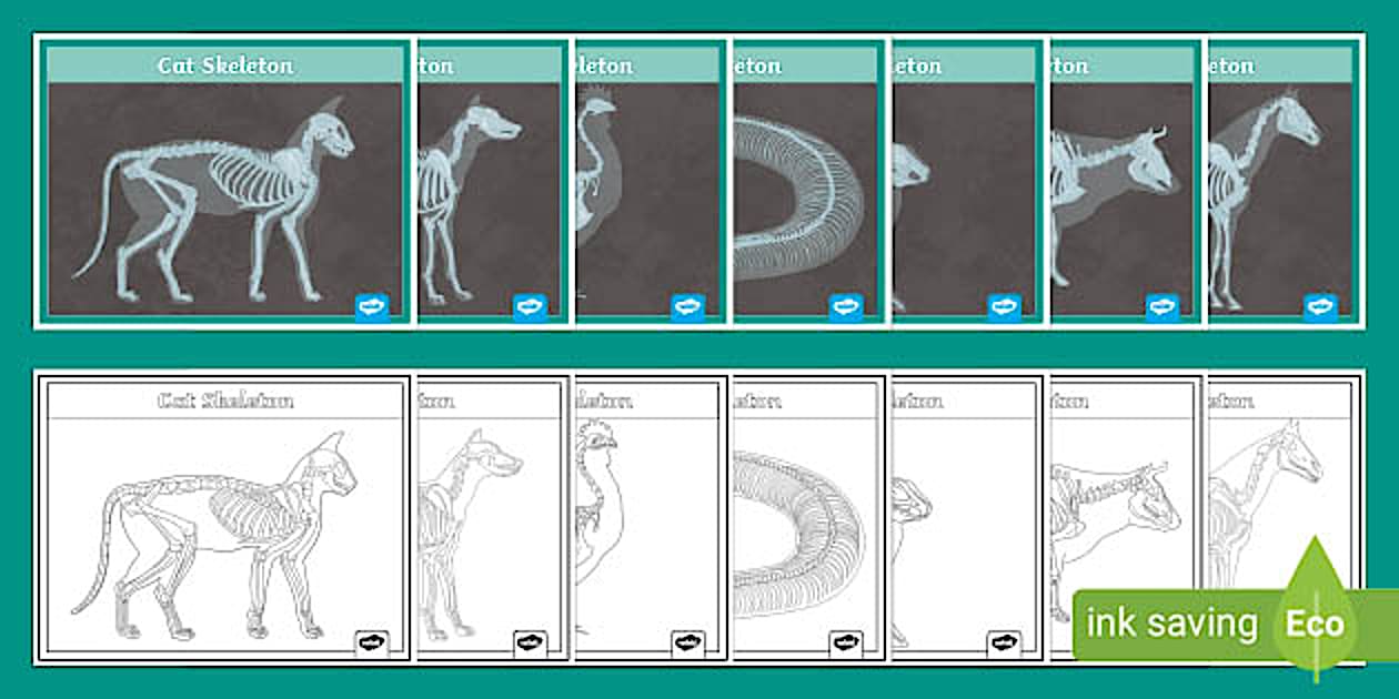 Editable Animal Skeleton Posters (teacher made) - Twinkl