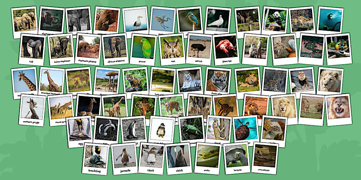 Zoo Animal Instant Photo Style Display Images Pack - Twinkl