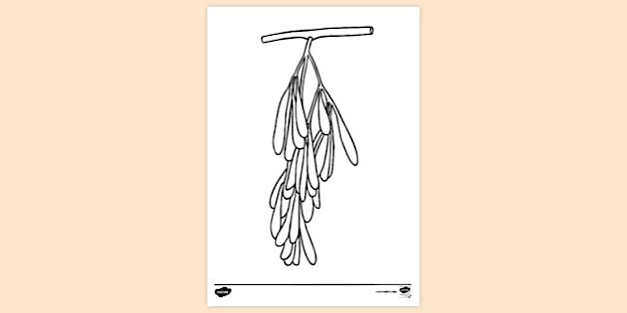 Ash Seeds Colouring | Colouring Sheets (teacher made)