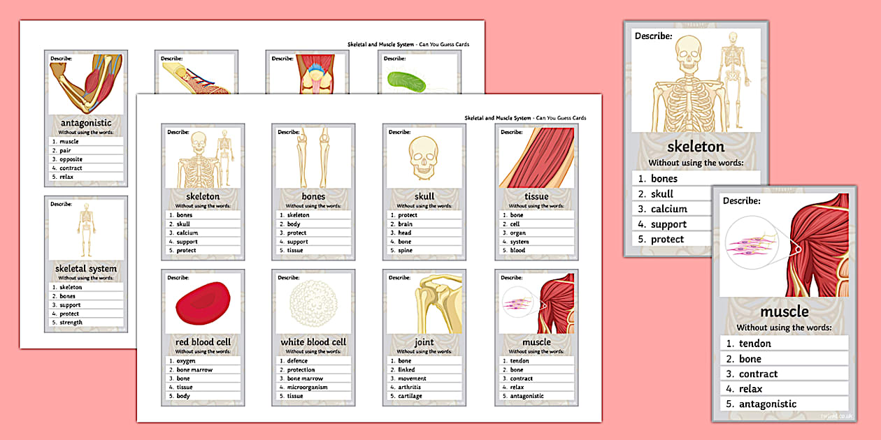 Editable Skeletal and Muscle Systems Can You Guess? Cards