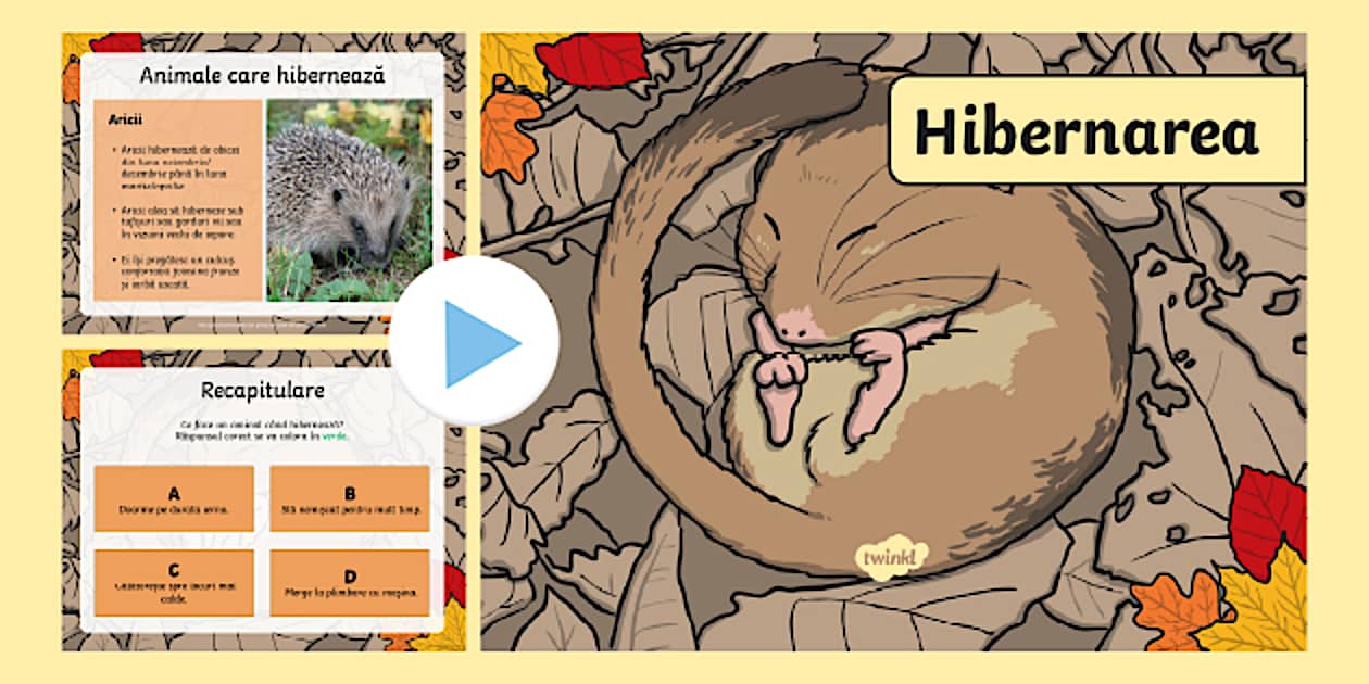 Hibernarea - PowerPoint (Teacher-Made) - Twinkl