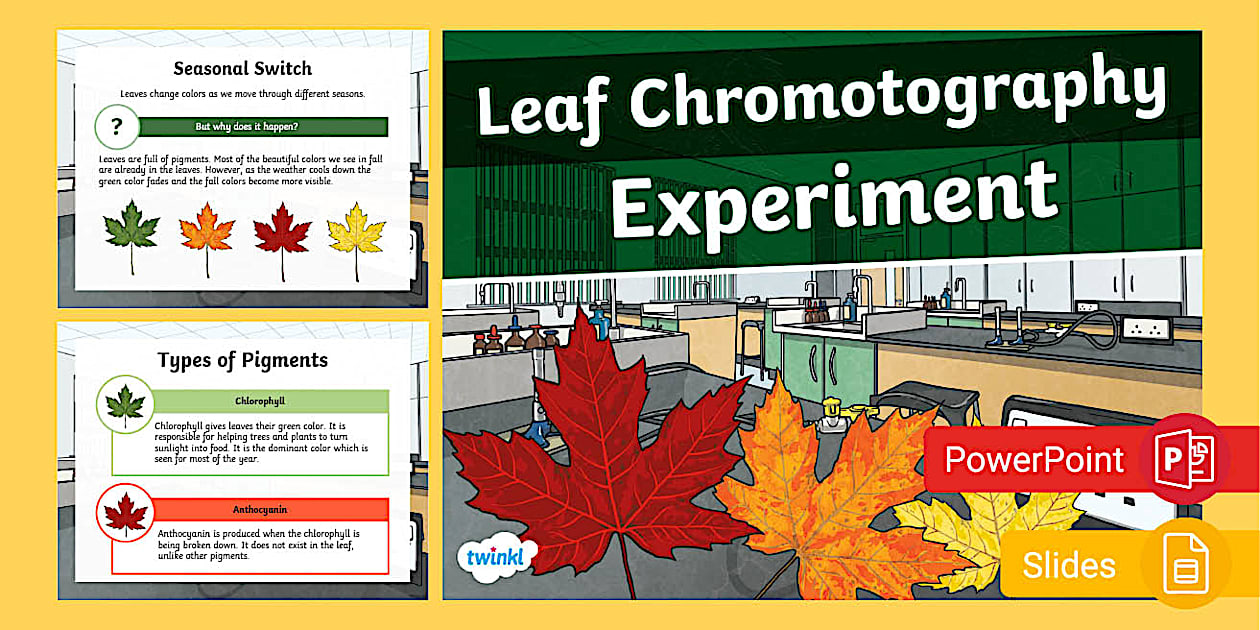 Leaf Chromatography Experiment PowerPoint & Google Slides for 3rd-5th ...