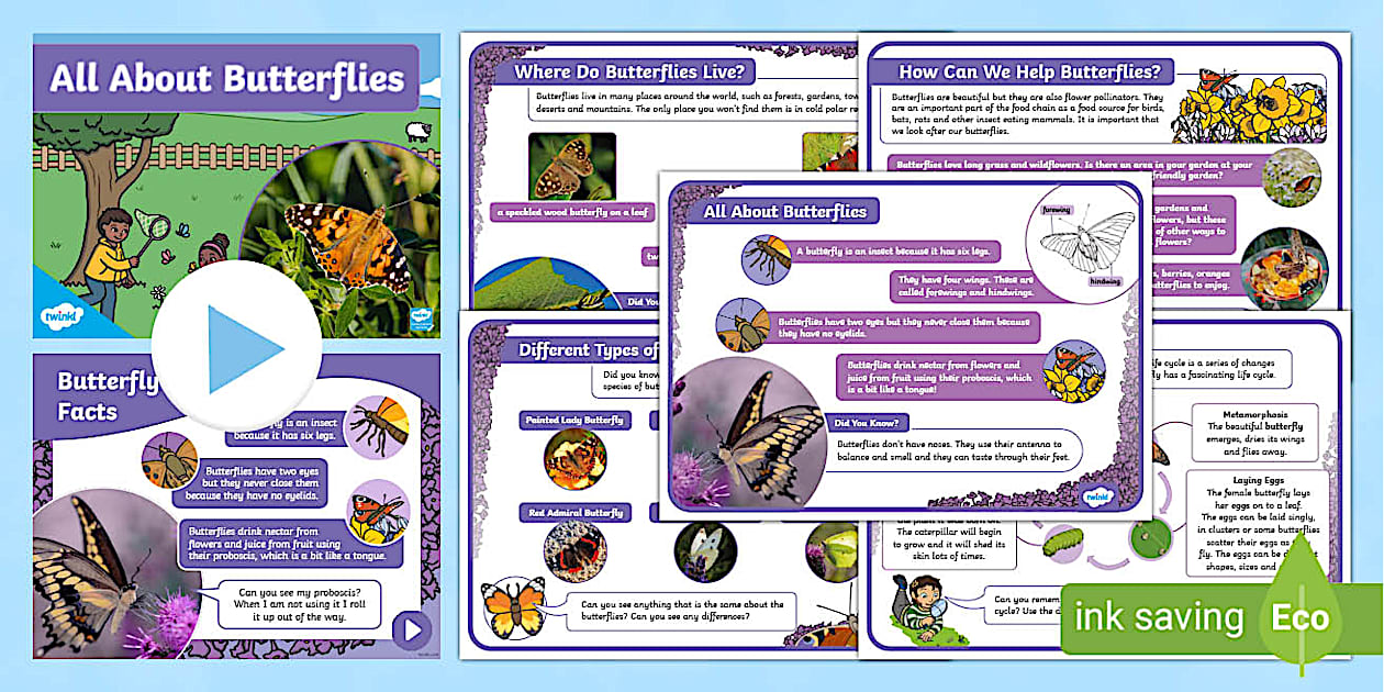 All About Butterflies PowerPoint and Fact Files Pack