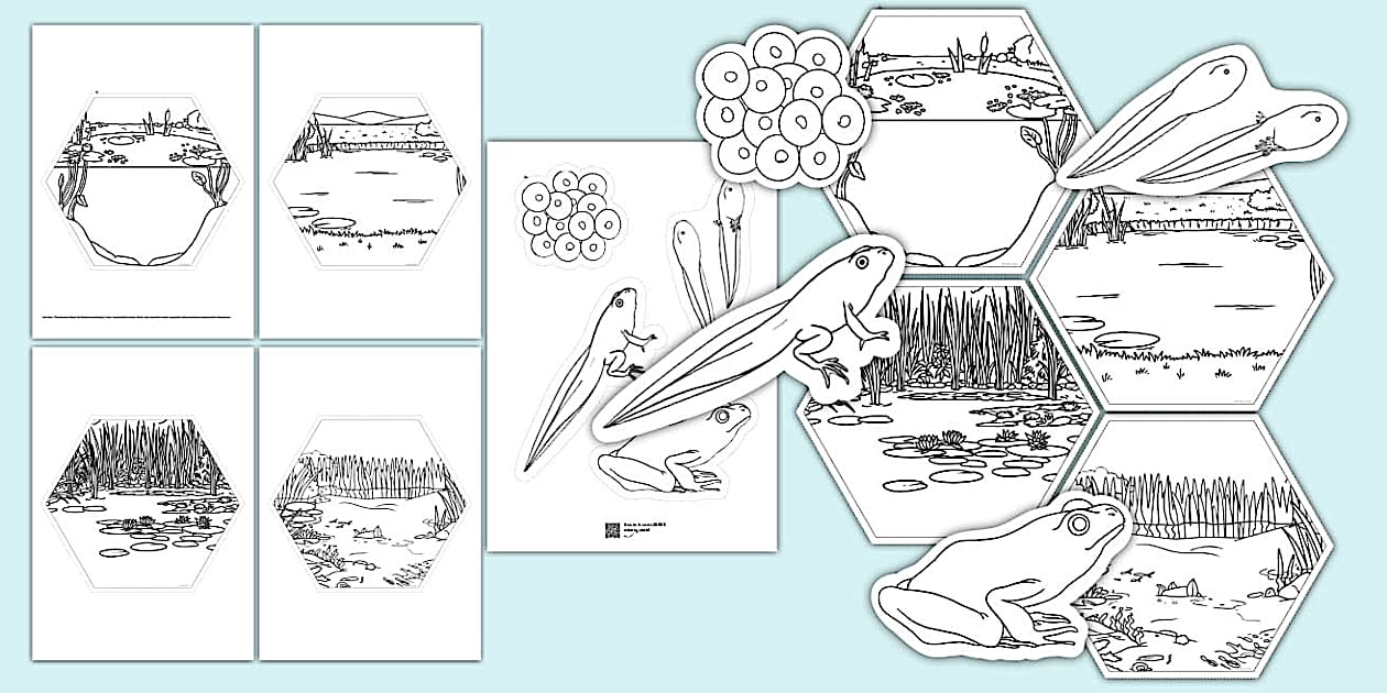 Frog Life Stages Hexagon Display Colouring Activity - Twinkl