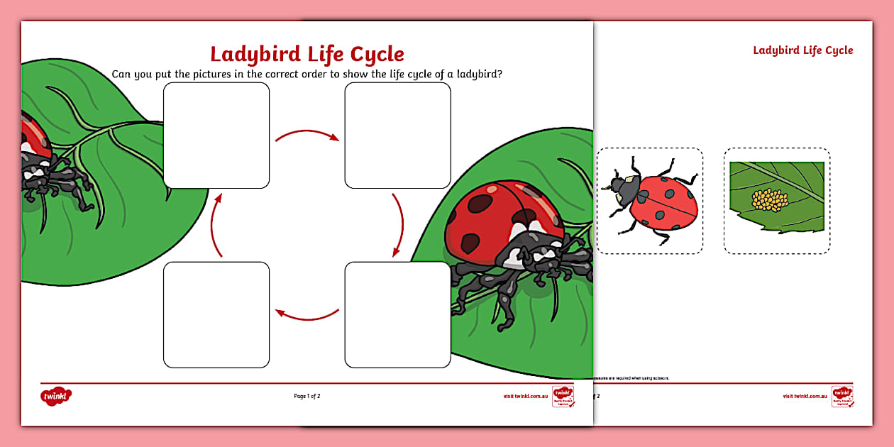Ladybird Life Cycle Worksheet (Teacher-Made) - Twinkl