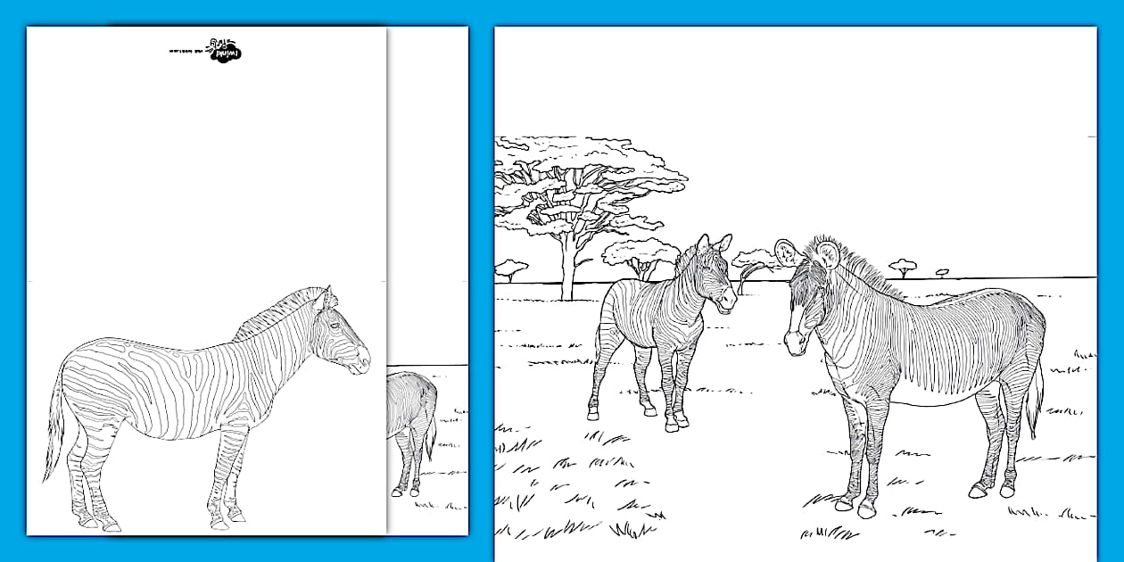 Zebra Colouring Cards (teacher made) - Twinkl