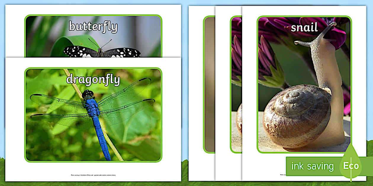 Minibeast Display Photos - Primary Resource - Living Things
