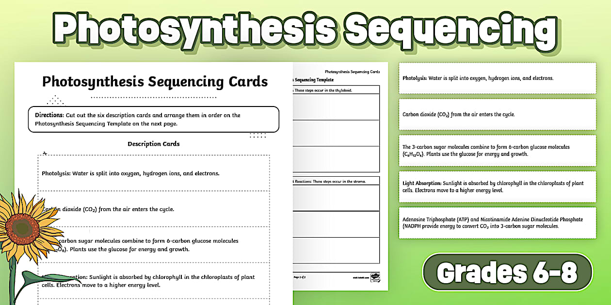 Photosynthesis Sequencing Cards Activity for 6th-8th Grade