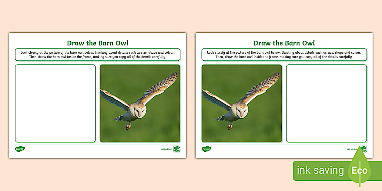 Draw the Barn Owl Worksheet (teacher made) - Twinkl
