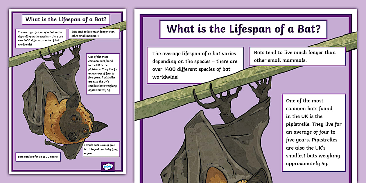 Bat Lifespan Display Poster (teacher made) - Twinkl