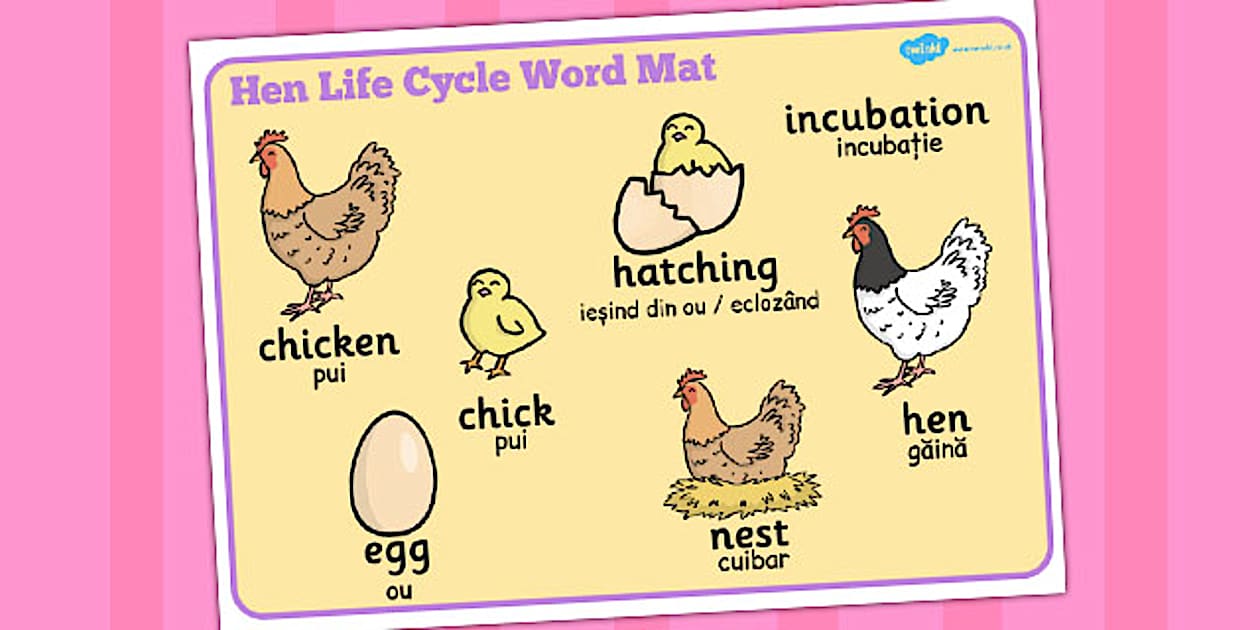 Hen Life Cycle Word Mat Romanian Translation (teacher made)