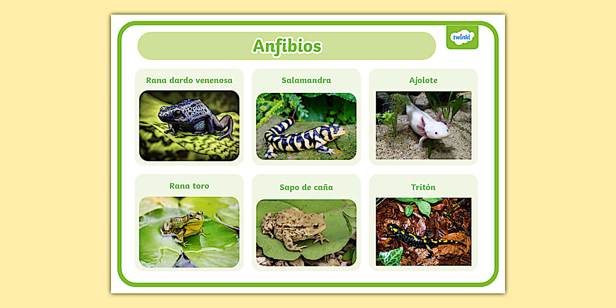 Lámina de anfibios | Recursos Educativos Twinkl - Twinkl