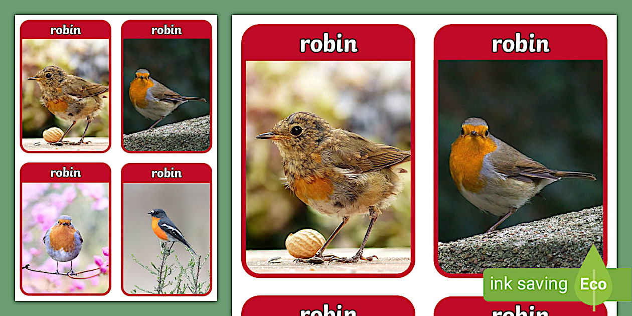 Robin Photo Cards