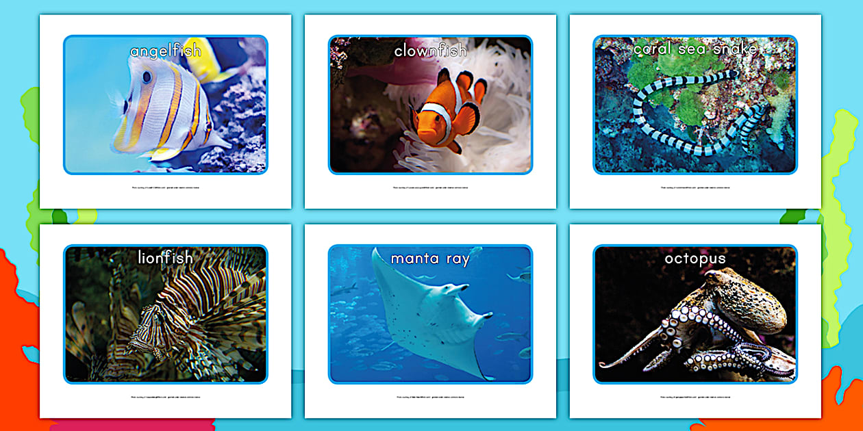 Editable Underwater Animal Photos - Sea Creatures - Twinkl