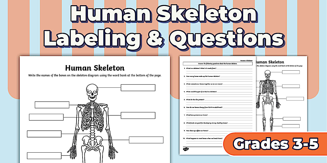 Human Skeleton Labeling and Questions Worksheet 3rd-5th