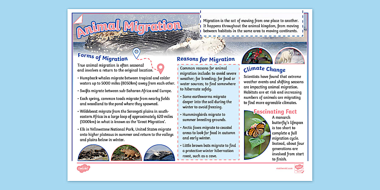 KS2 Animal Migration Fact File (teacher made) - Twinkl