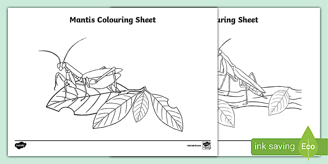 Printable Mantis Colouring Sheets for Children. - Twinkl