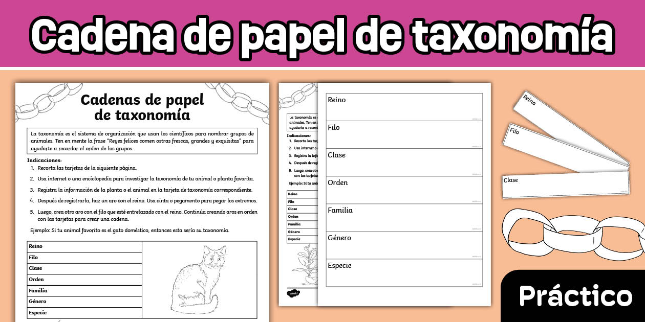 Actividad de taxonomía con cadenas de papel