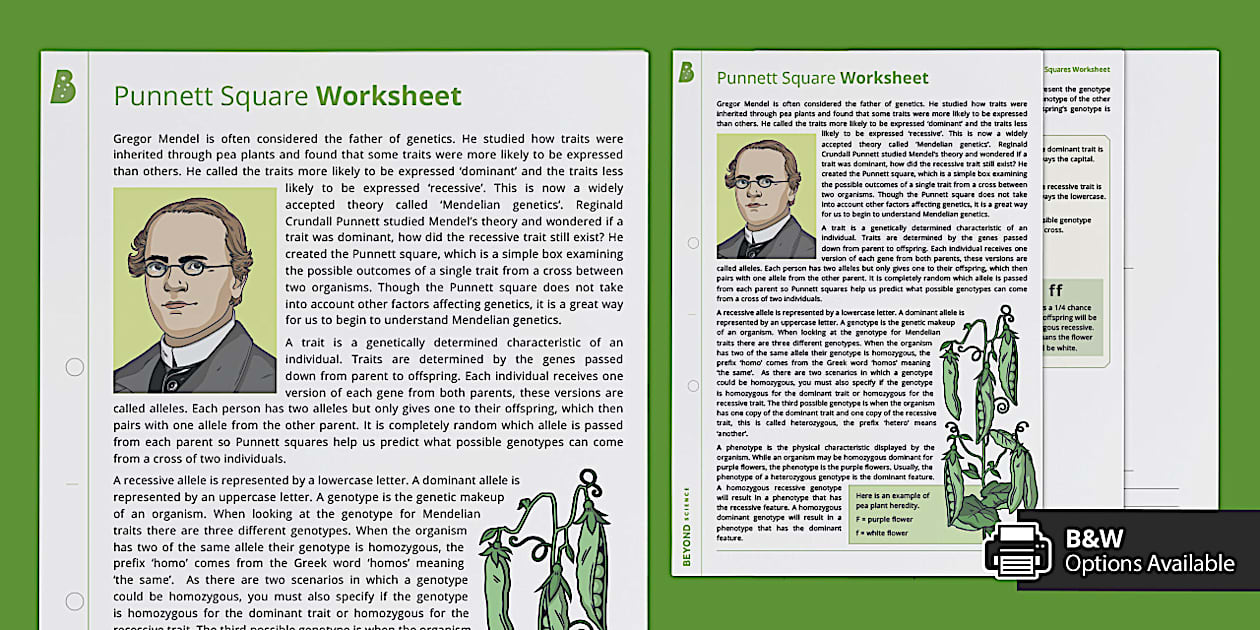 Punnett Squares Worksheet (teacher made) - Twinkl