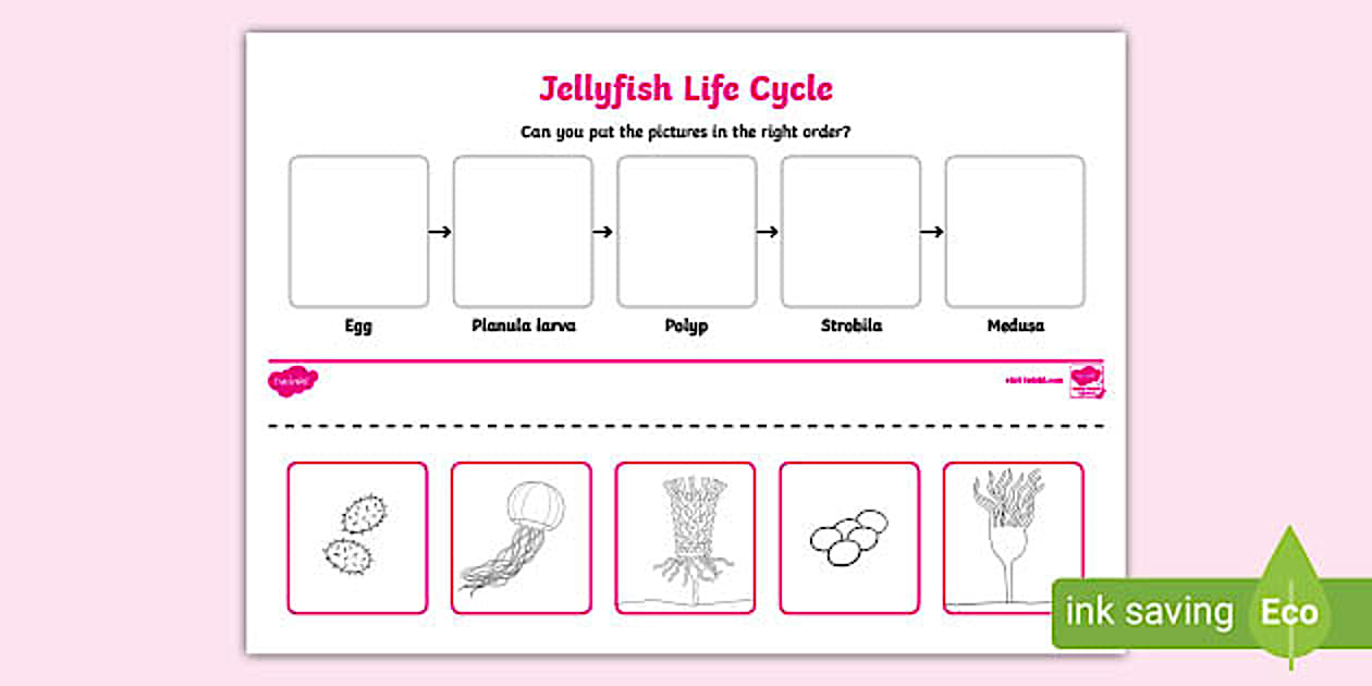 Jellyfish | Twinkl Resources (Teacher-Made) - Twinkl