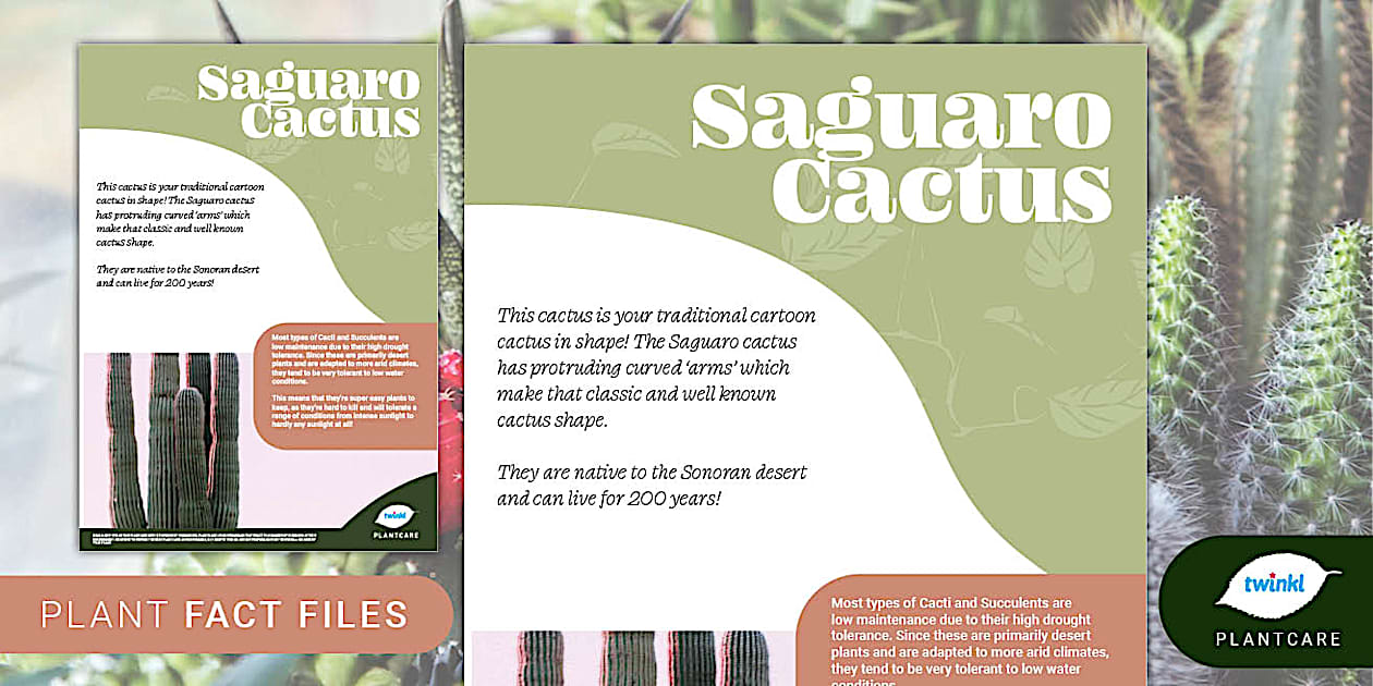 Succulents and Cacti: Saguaro Cactus (teacher made) - Twinkl