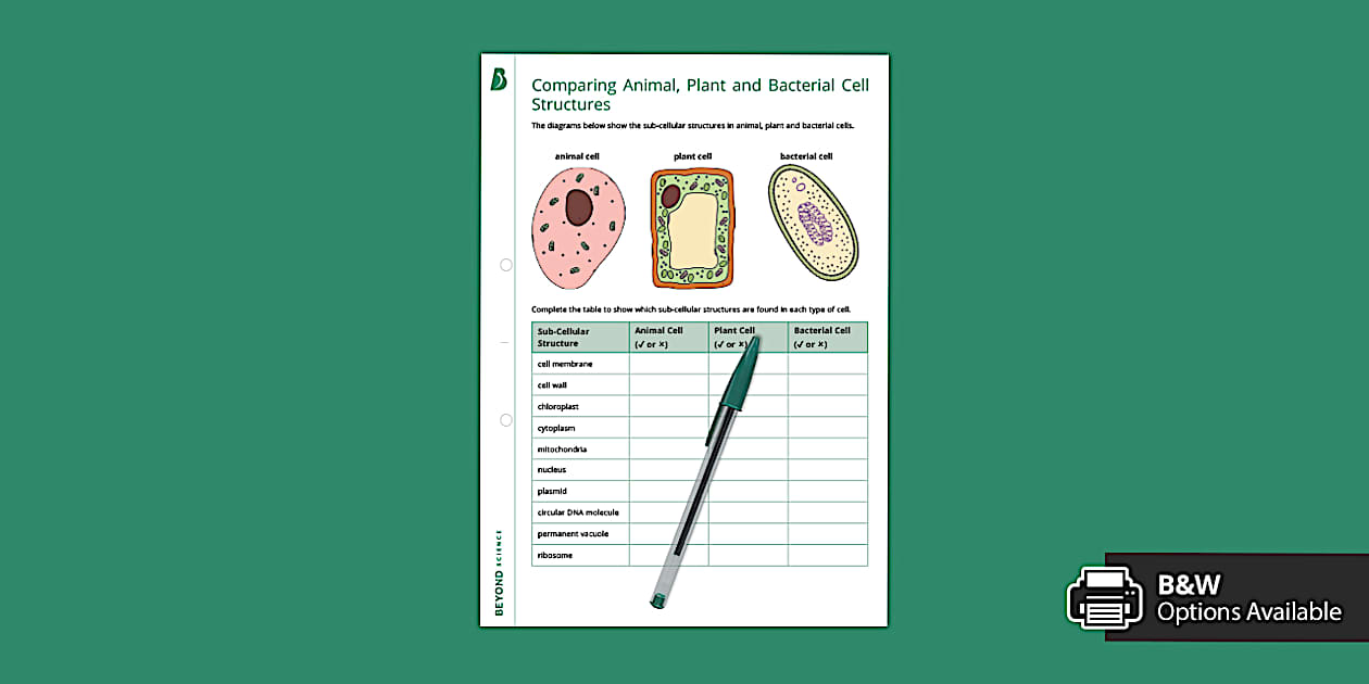 Comparing Cell Structures Worksheet | KS3 Biology | Beyond