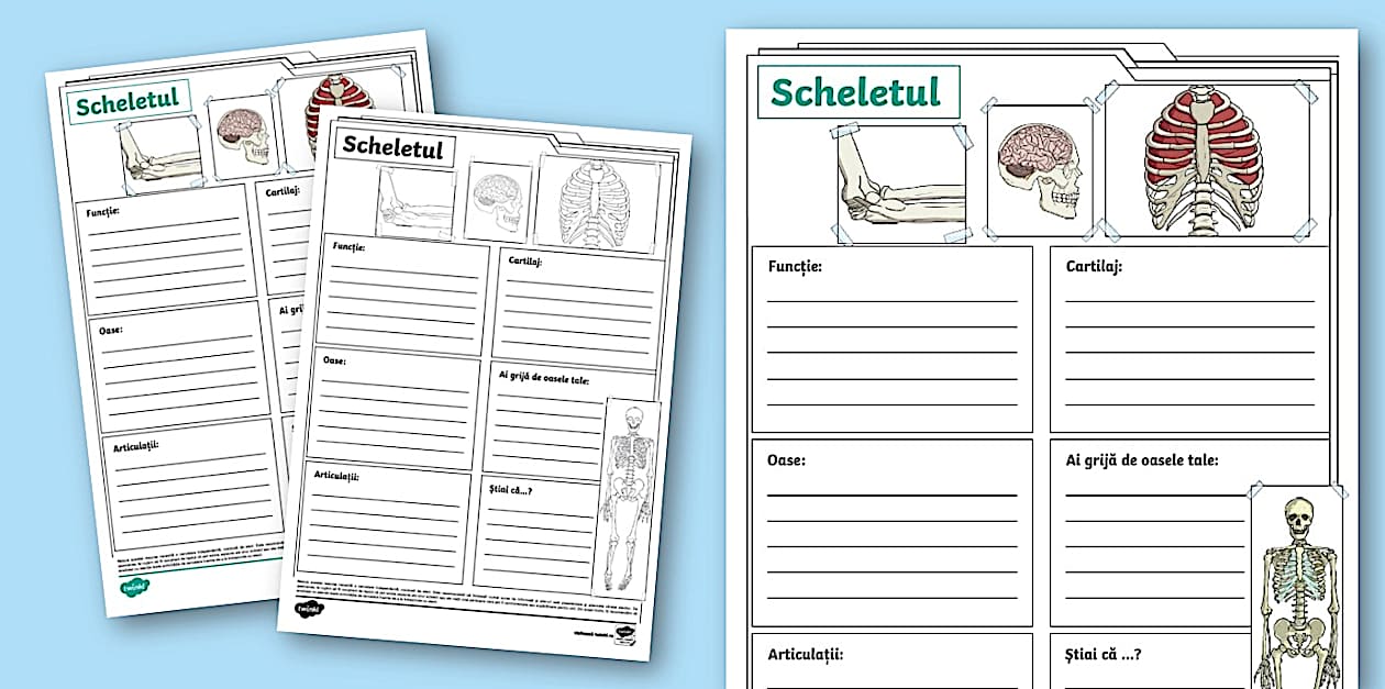Scheletul – Fișă de cercetare - Twinkl