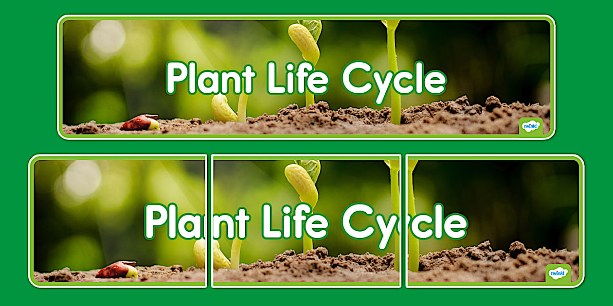 Plant Life Cycle Banner (teacher made) - Twinkl
