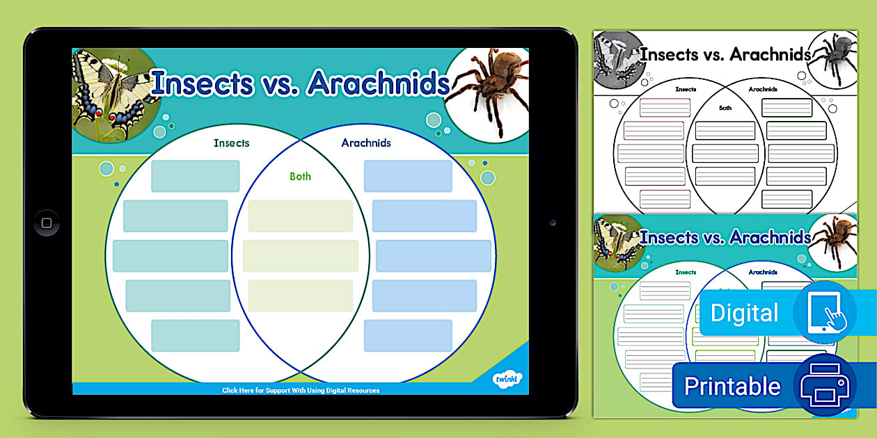 First Grade Insects vs. Arachnids Venn Diagram Worksheet