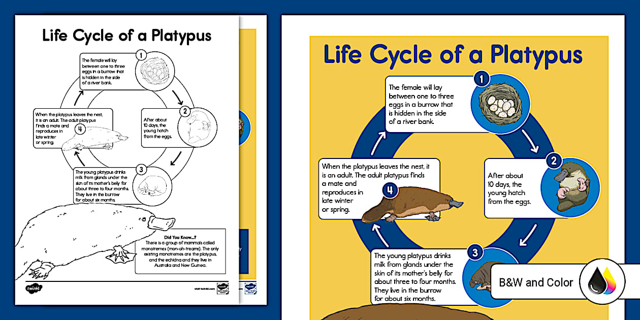 Printable Platypus Life Cycle Poster for Kids | Twinkl USA