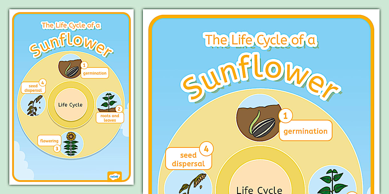 Sunflower Life Cycle Display Poster (teacher made) - Twinkl