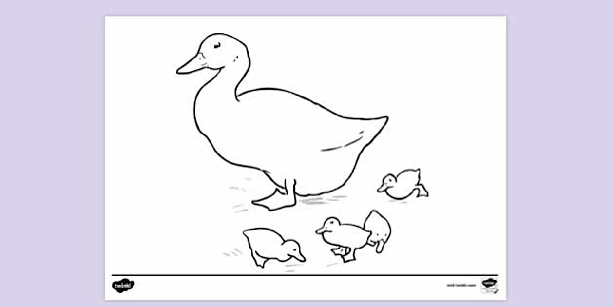Printable Colouring Page of Ducks - Colouring Pages - Twinkl