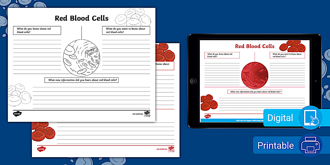 Red Blood Cells Graphic Organizer for 6th-8th Grade - Twinkl