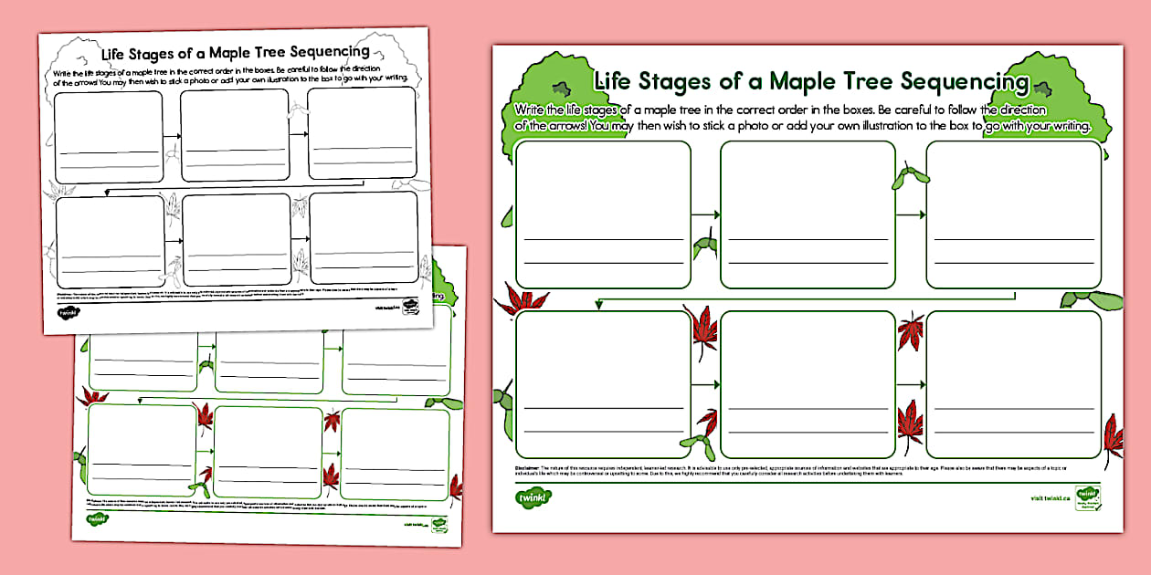 Life Stages of a Maple Tree Sequencing Mind Map - Twinkl