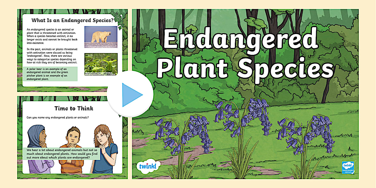 KS2 Endangered Plant Species Information Powerpoint - Twinkl