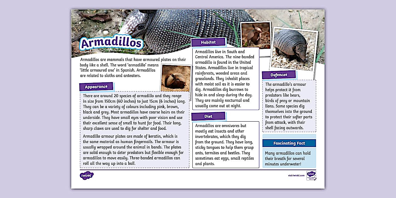 KS2 Armadillo Fact File - Animals - Mammals - Twinkl
