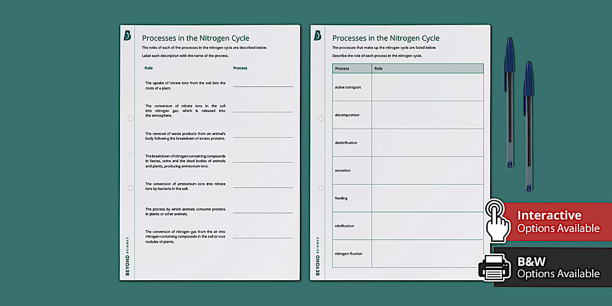 Processes in the Nitrogen Cycle Worksheet (teacher made)