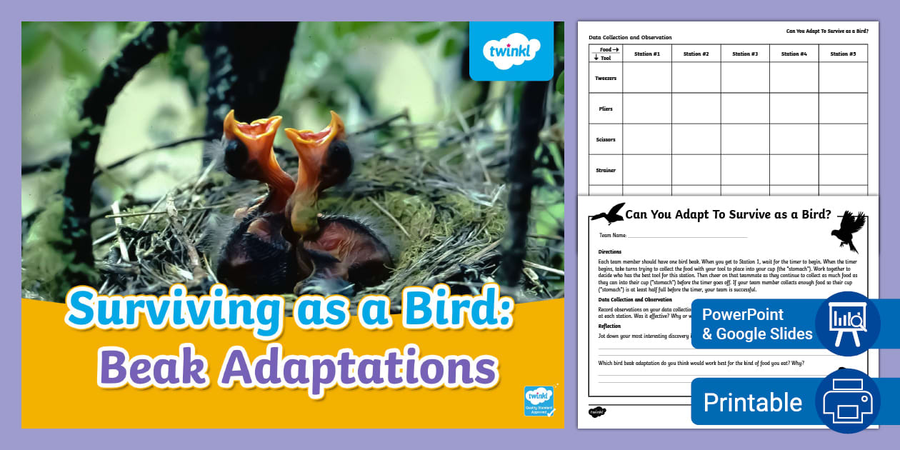 Beak Adaptations PowerPoint, Google Slides & Worksheet