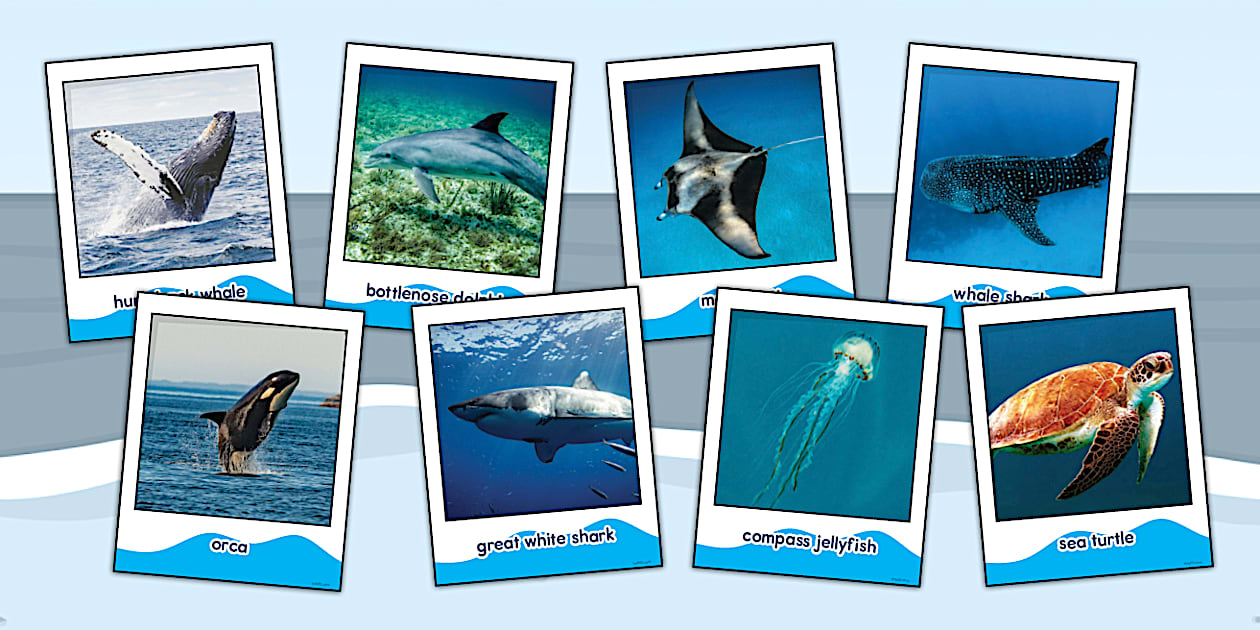 Animals of the Ocean Instant Photo Style Display Images
