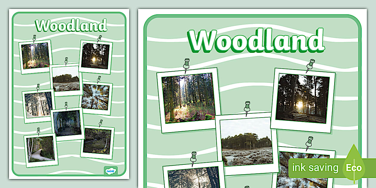 Woodland Photo Display Poster (teacher made) - Twinkl