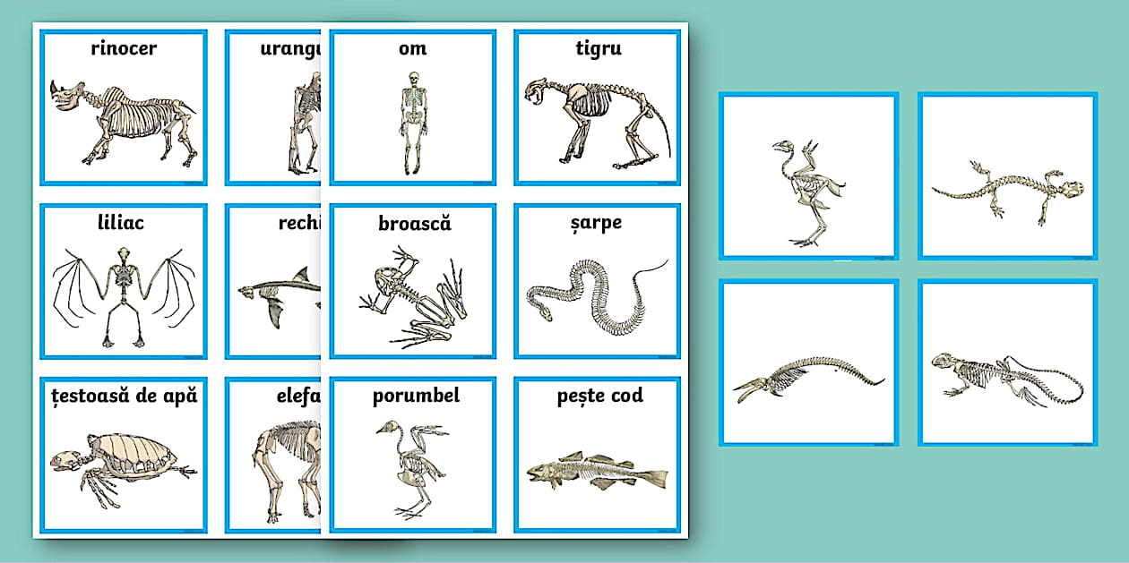 Scheletul animalelor vertebrate – Cartonașe - Twinkl